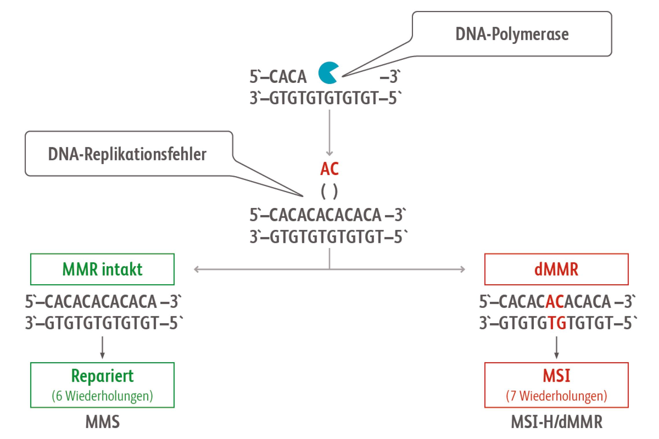 Präzisionsmedizin - Mikrosatelliteninstabilität - MSI | Ihr Fachportal ...